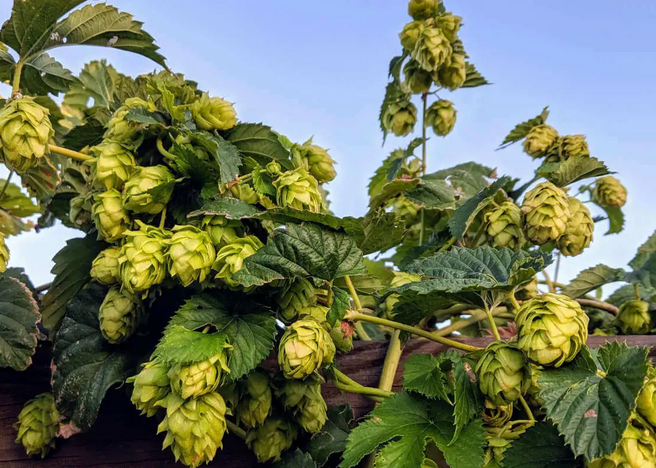 Hops, History, and Innovation: The Fascinating Tale of the IPA - The ...